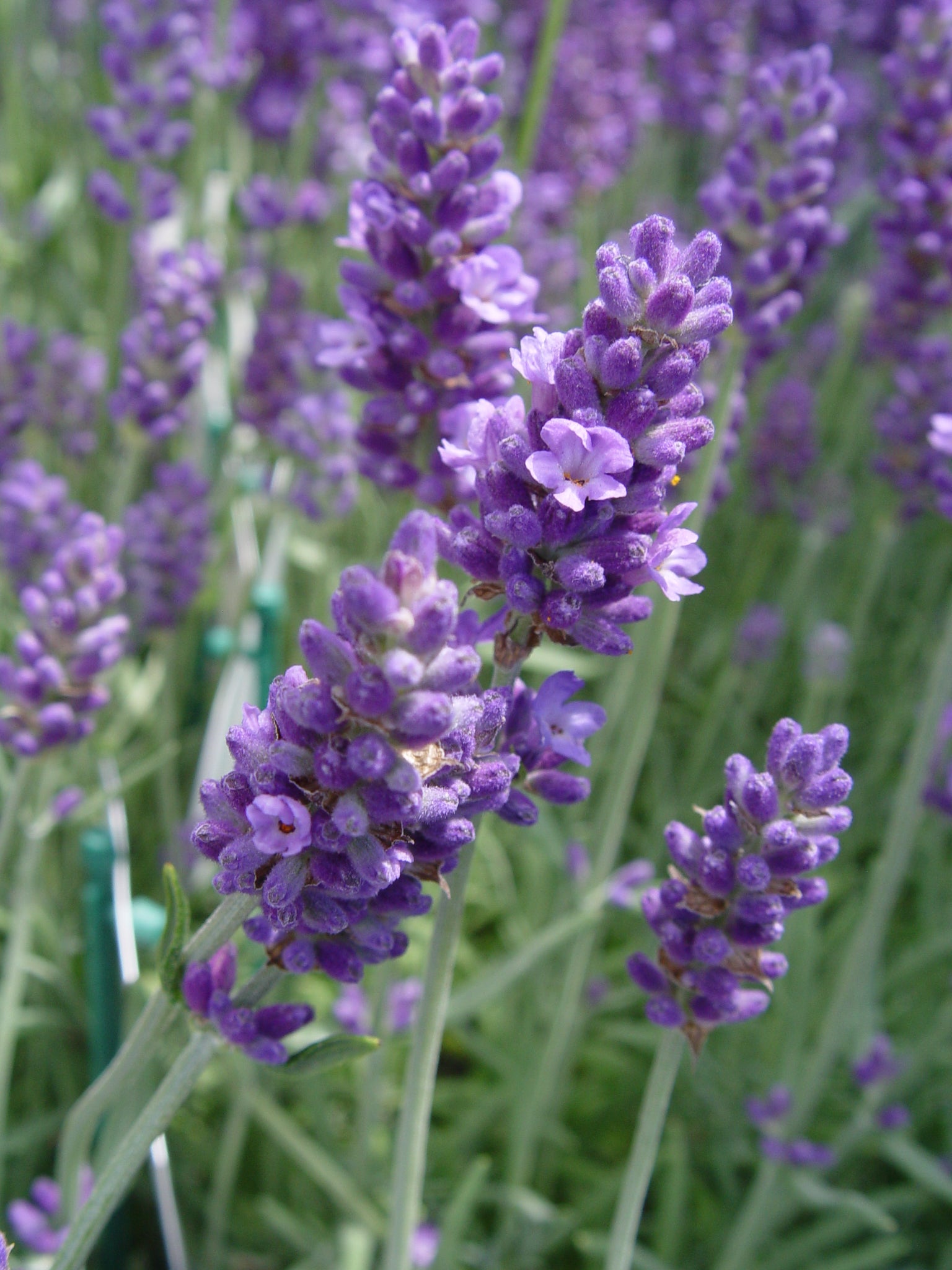 Lavender – Green Promise Farms