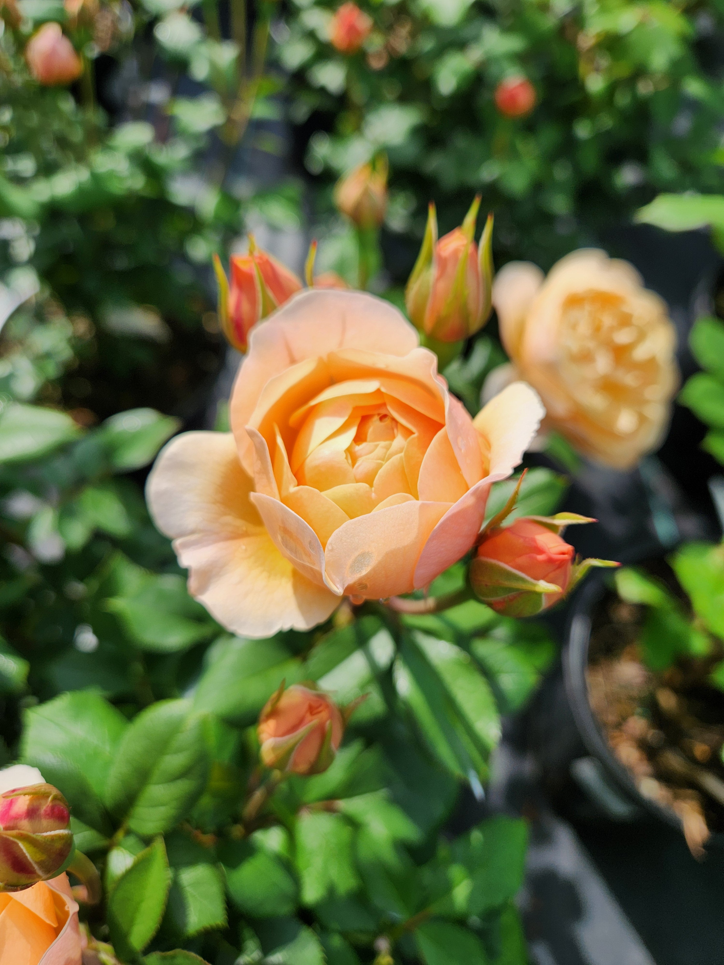 Roald Dahl English Shrub Rose – Green Promise Farms