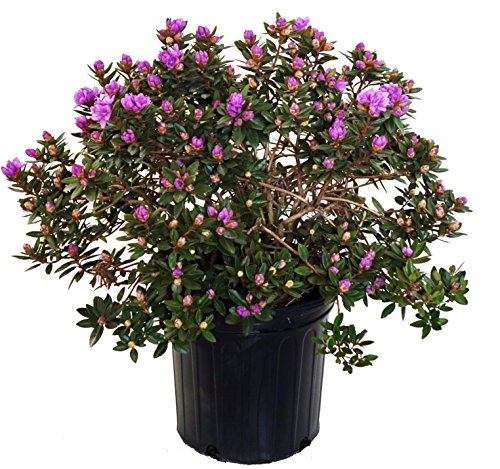 purple gem rhododendron perennial or annual