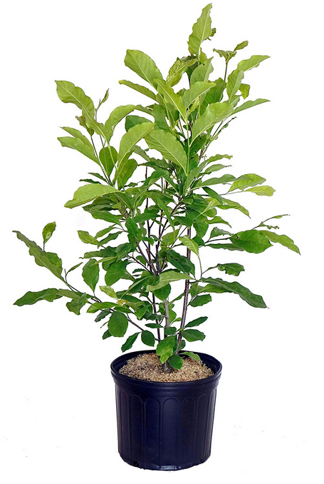 Shrubs – Green Promise Farms