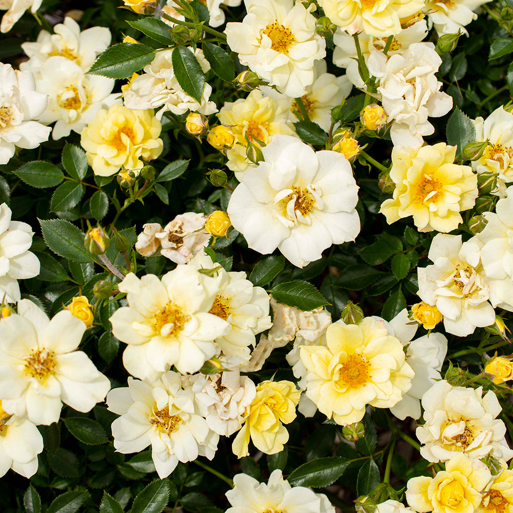 Roses – Green Promise Farms