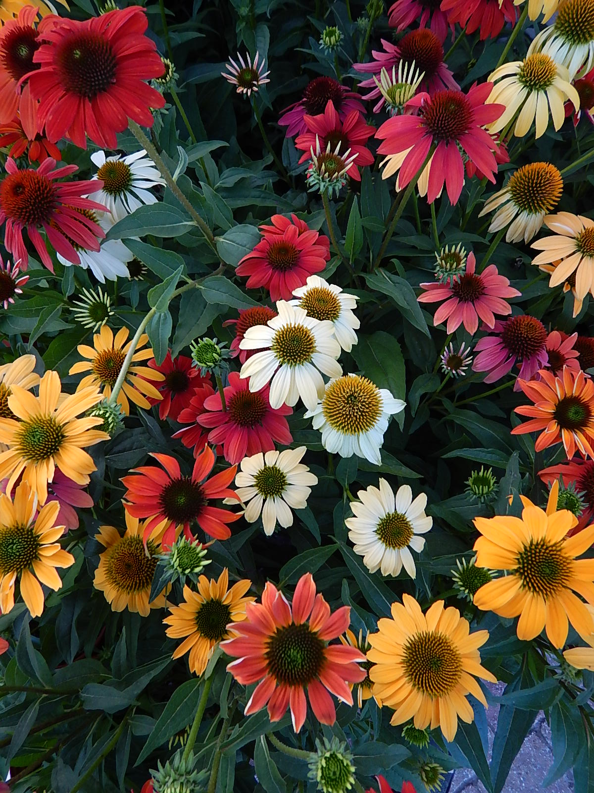 Perennials – Green Promise Farms