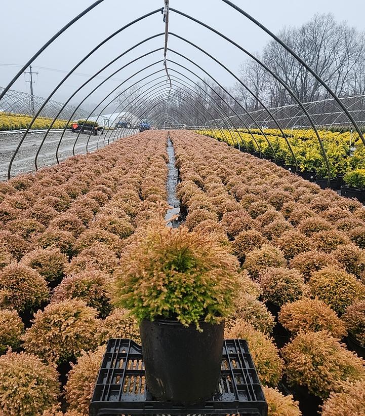 Fire Chief™ Globe Arborvitae – Green Promise Farms