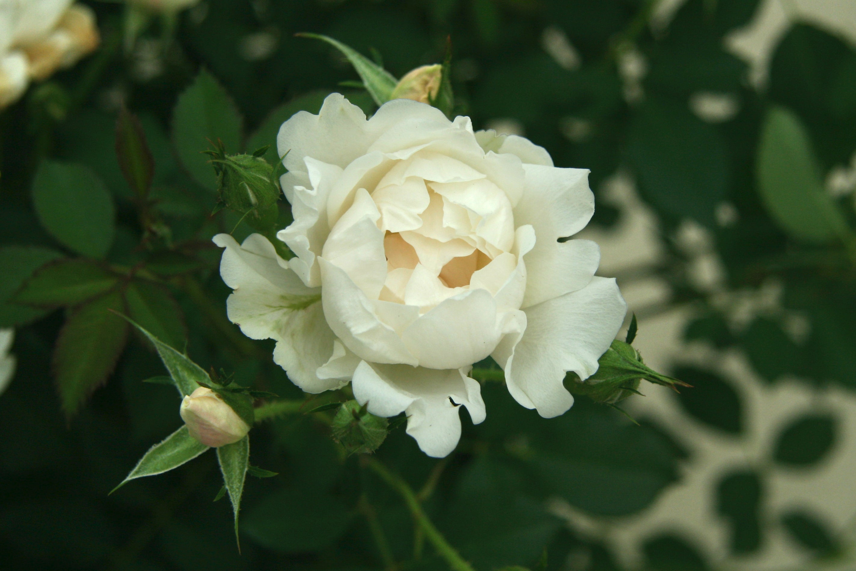 Icecap™ Landscape Shrub Rose – Green Promise Farms