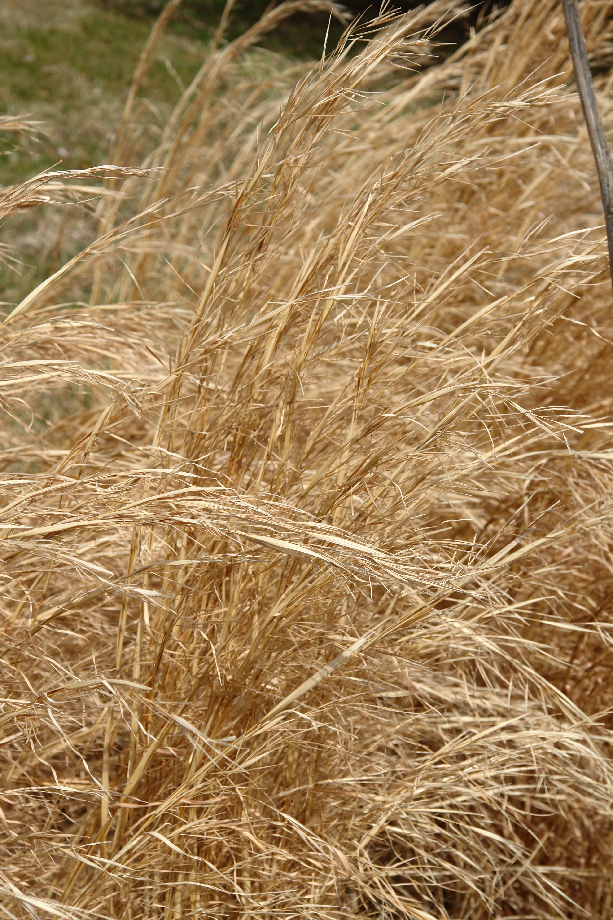 Broomsedge – Green Promise Farms
