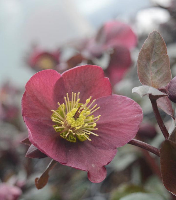 Anna's Red Lenten Rose – Green Promise Farms