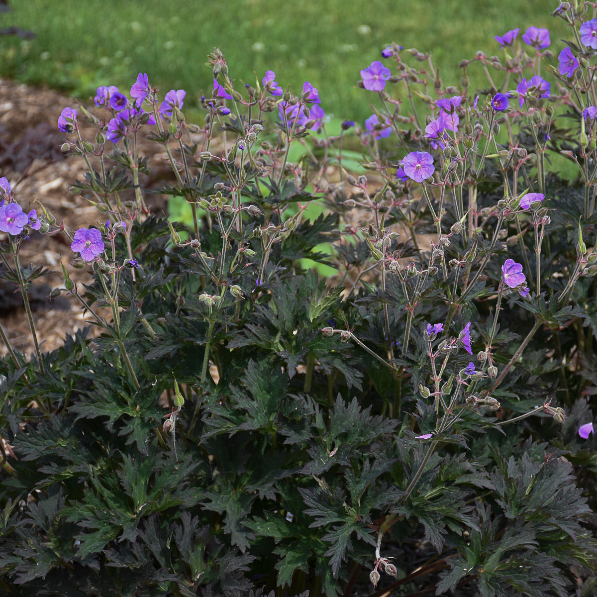 Boom Chocolatta Hardy Geranium – Green Promise Farms