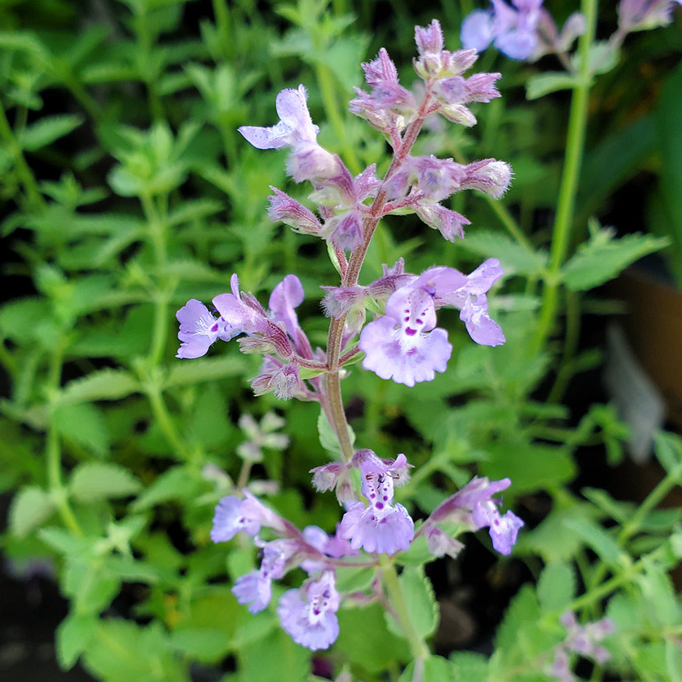 Junior Walker™ Catmint – Green Promise Farms