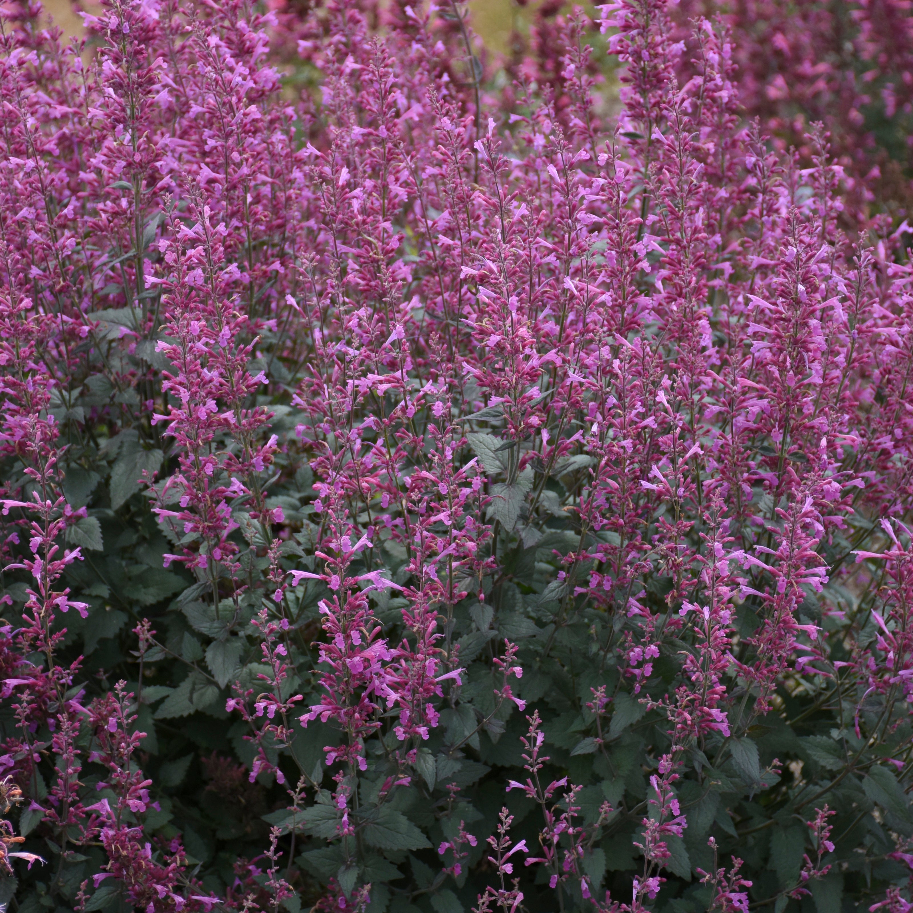Meant to Bee™ Royal Rasberry Anise Hyssop (Hummingbird Mint) – Green ...