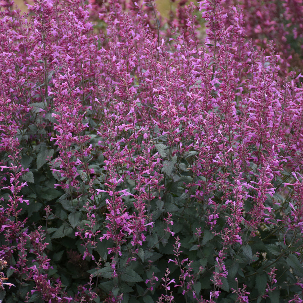 Meant to Bee™ Royal Rasberry Anise Hyssop (Hummingbird Mint) – Green ...