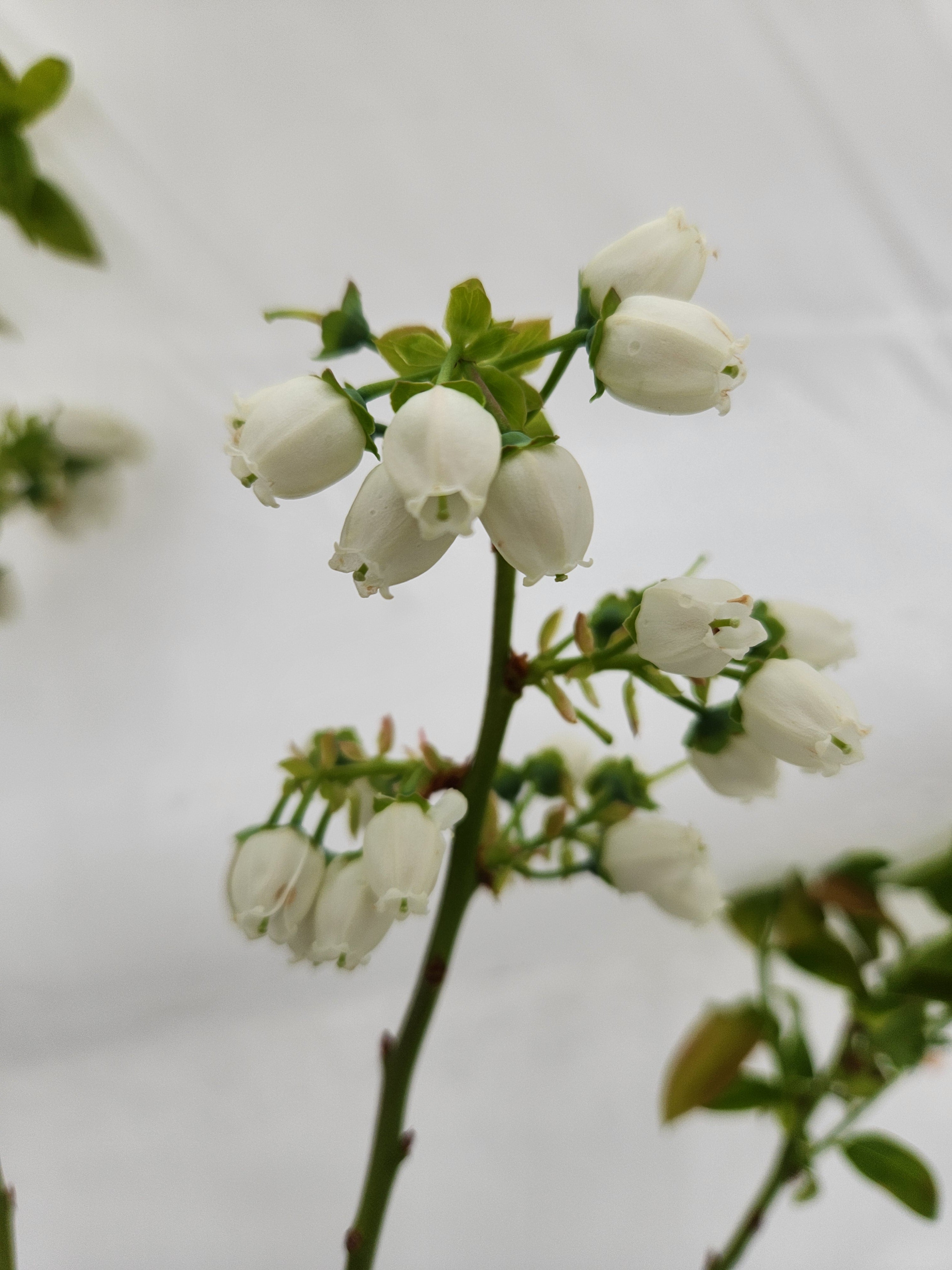 Blue Jay Blueberry – Green Promise Farms