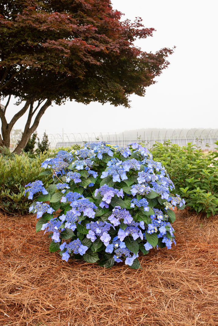 Endless Summer® Pop Star® – Green Promise Farms