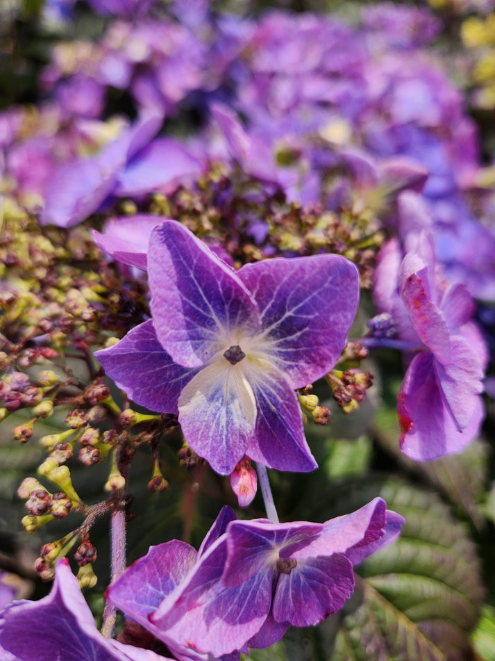 Endless Summer® Pop Star® – Green Promise Farms
