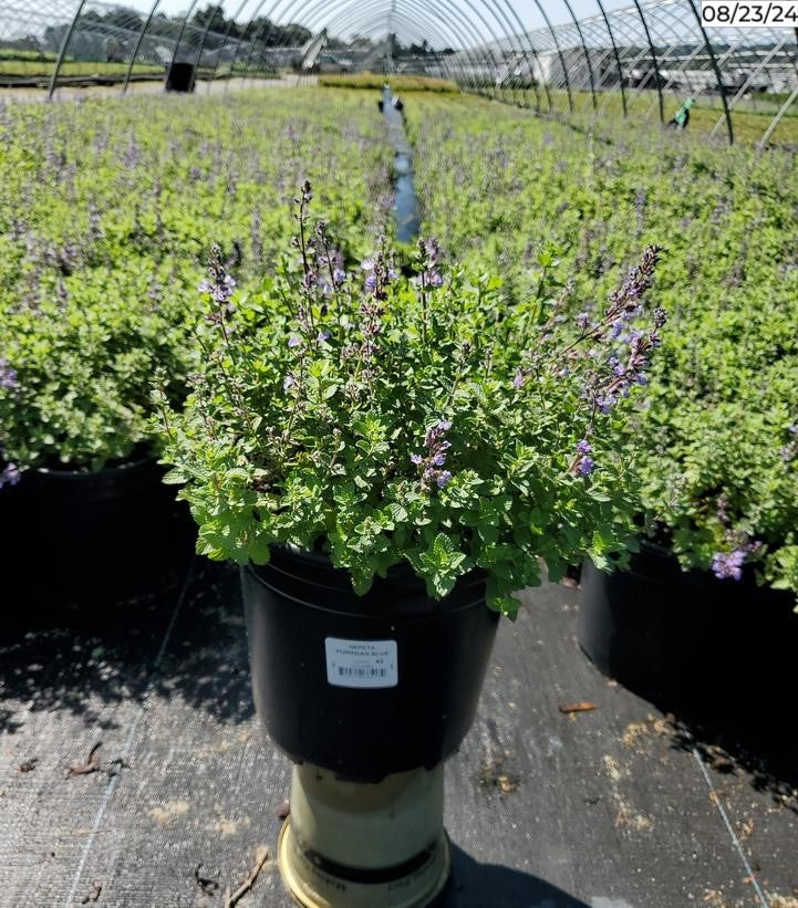 prussian blue catmint