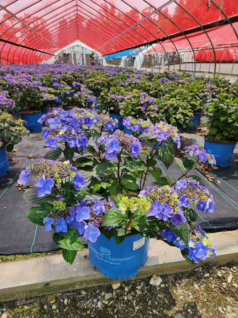 Endless Summer® Pop Star® – Green Promise Farms