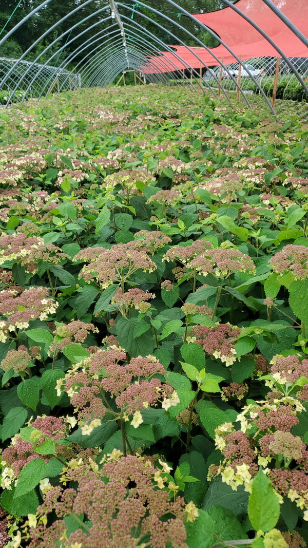 Hydrangea arborescens Pinky Pollen Ring™ ('SMHALP') – Green Promise Farms