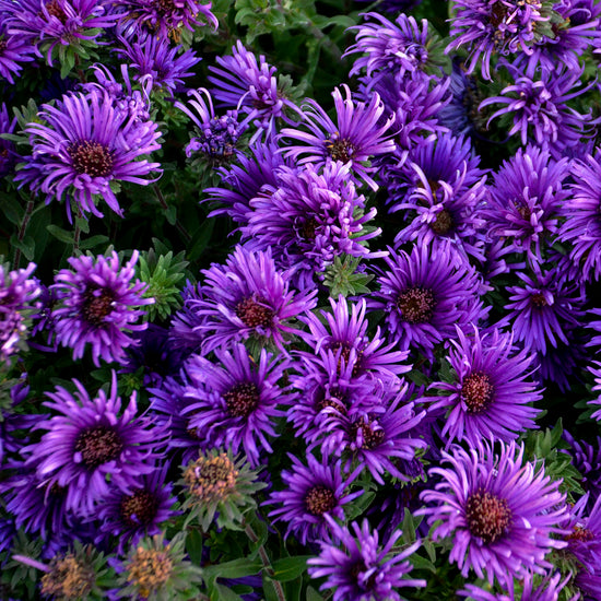 Grape Crush New England Aster – Green Promise Farms