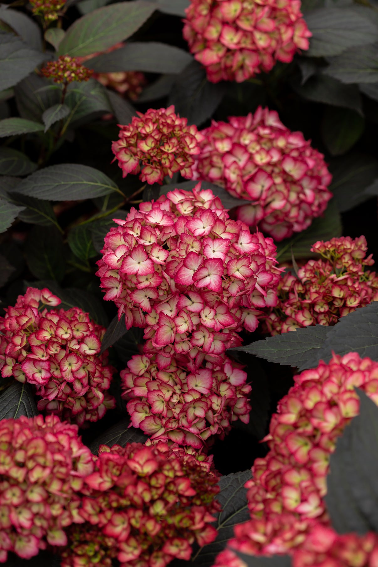 Eclipse® Bigleaf Hydrangea – Green Promise Farms