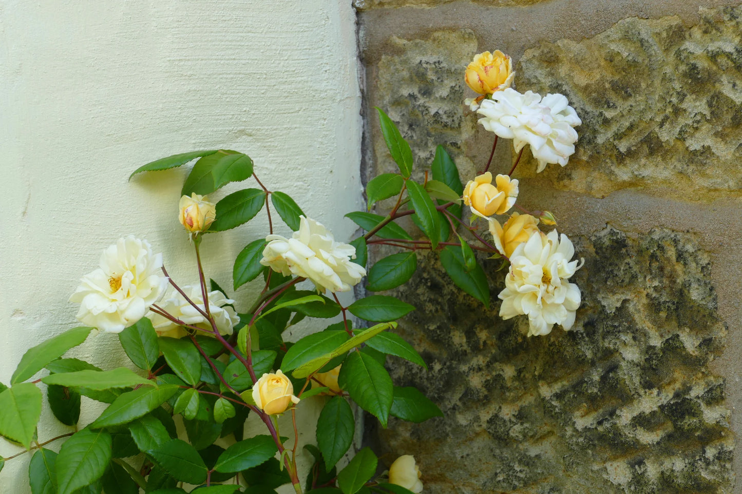 Malvern Hills® English Rambling Rose – Green Promise Farms