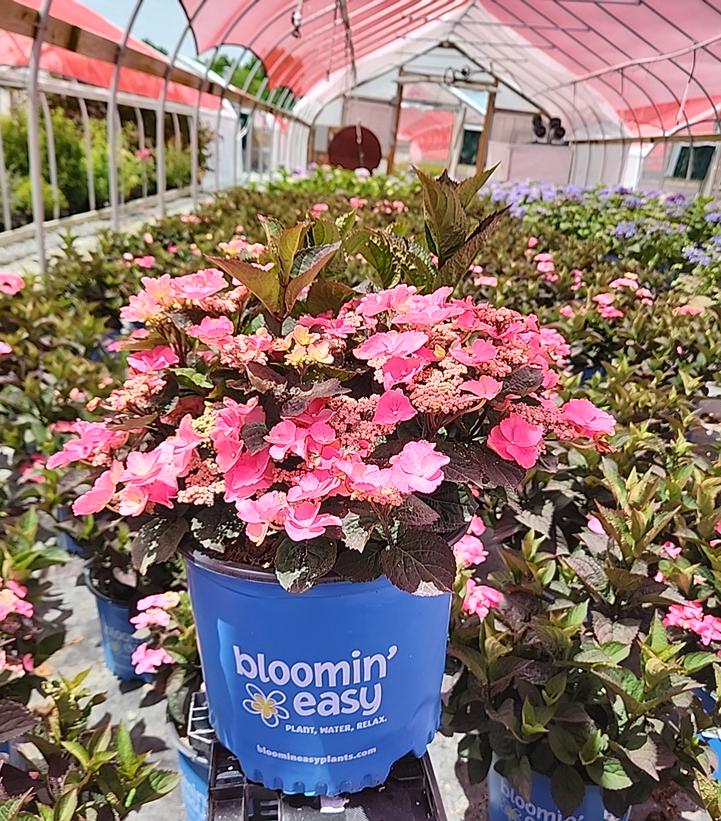 Pink Dynamo™ Mountain Hydrangea – Green Promise Farms