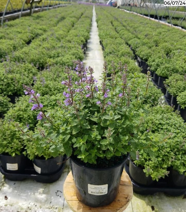 prussian blue catmint