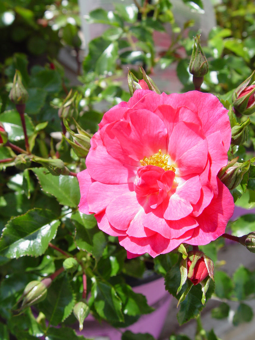 Pink Flower Carpet Rose – Green Promise Farms