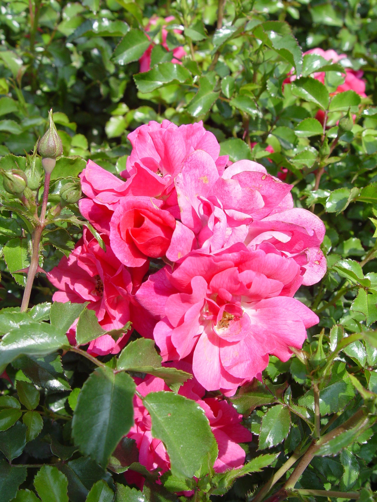 Pink Flower Carpet Rose – Green Promise Farms