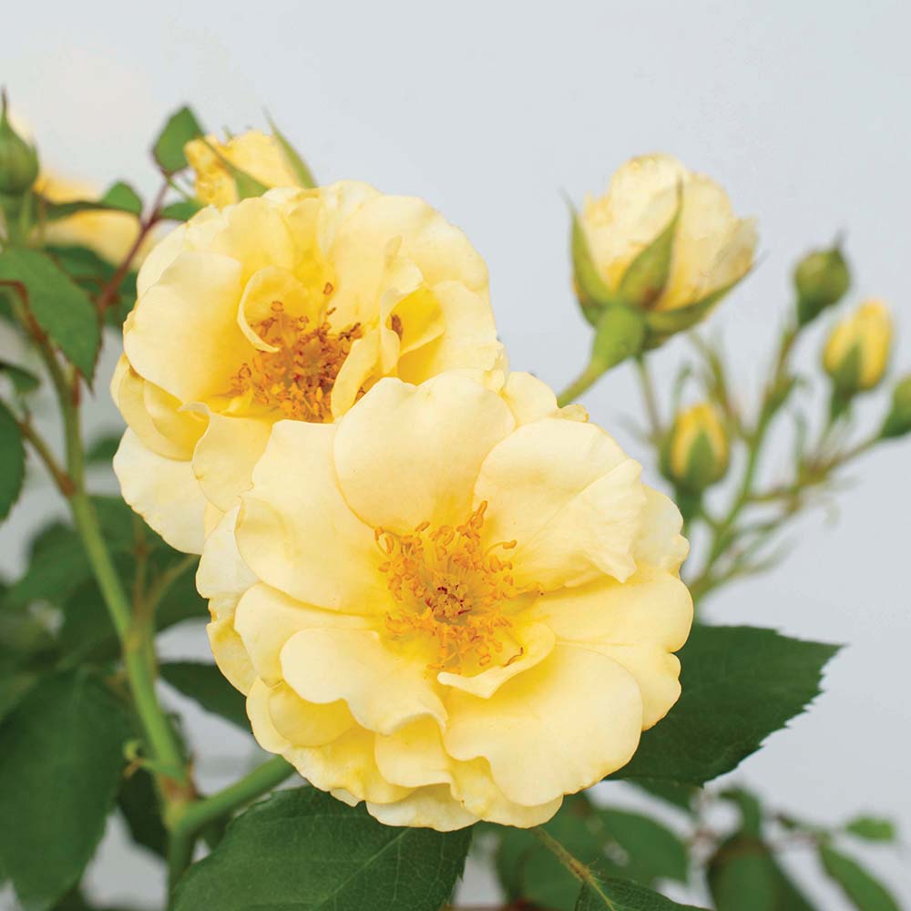 Buttercream Drift® Rose – Green Promise Farms