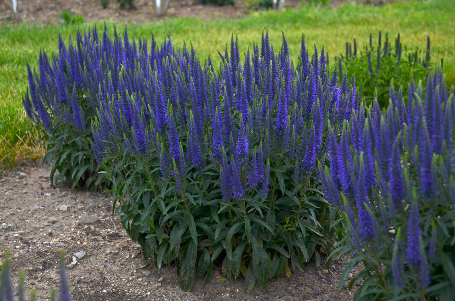 Wizard of Ahhs Spike Speedwell – Green Promise Farms