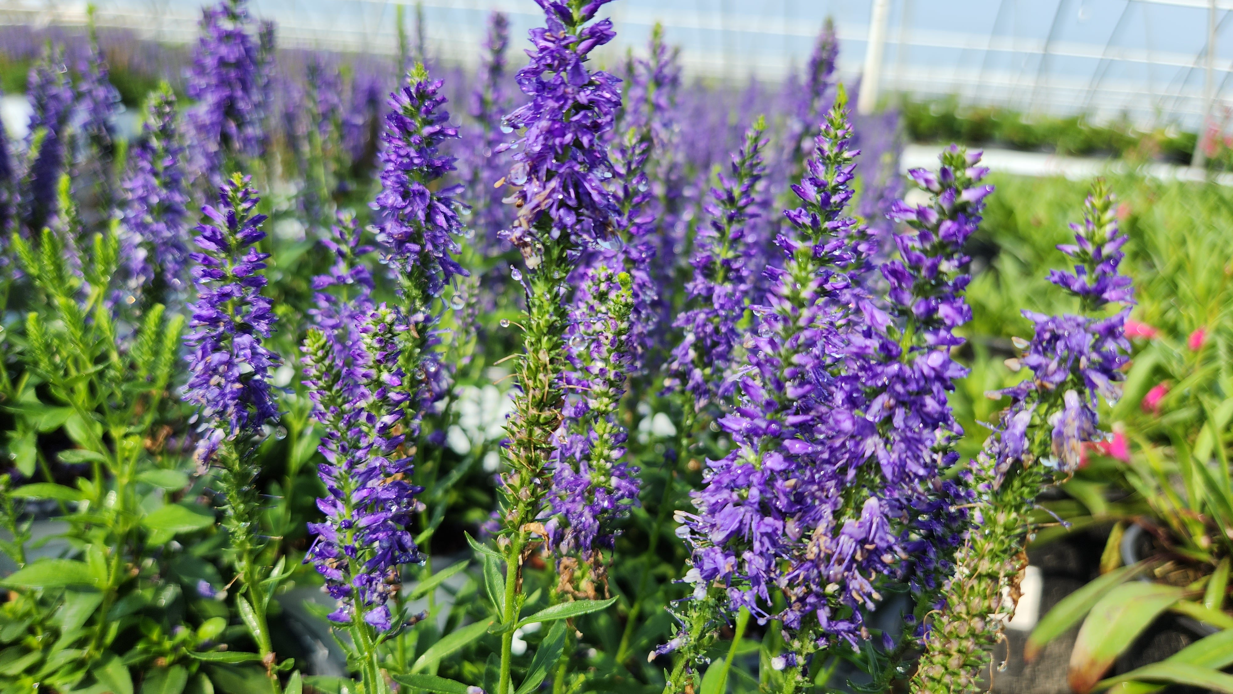 Wizard of Ahhs Spike Speedwell – Green Promise Farms