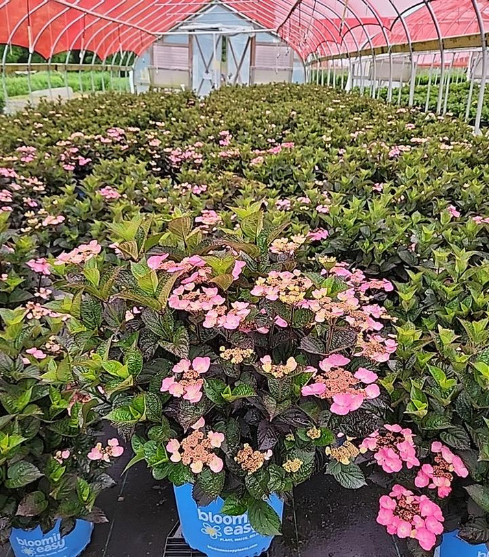 Pink Dynamo™ Mountain Hydrangea – Green Promise Farms