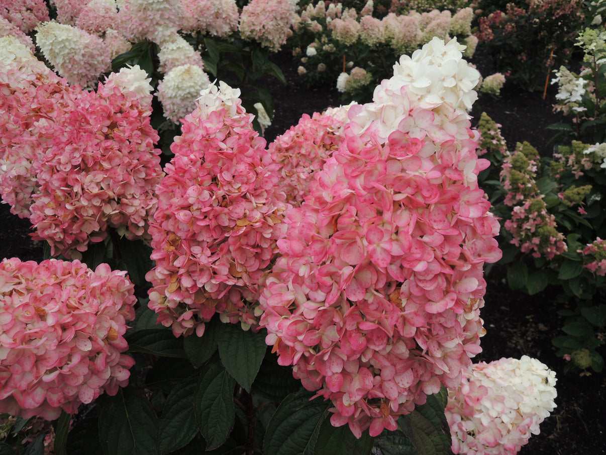 Magical® Ruby Snow Hydrangea – Green Promise Farms