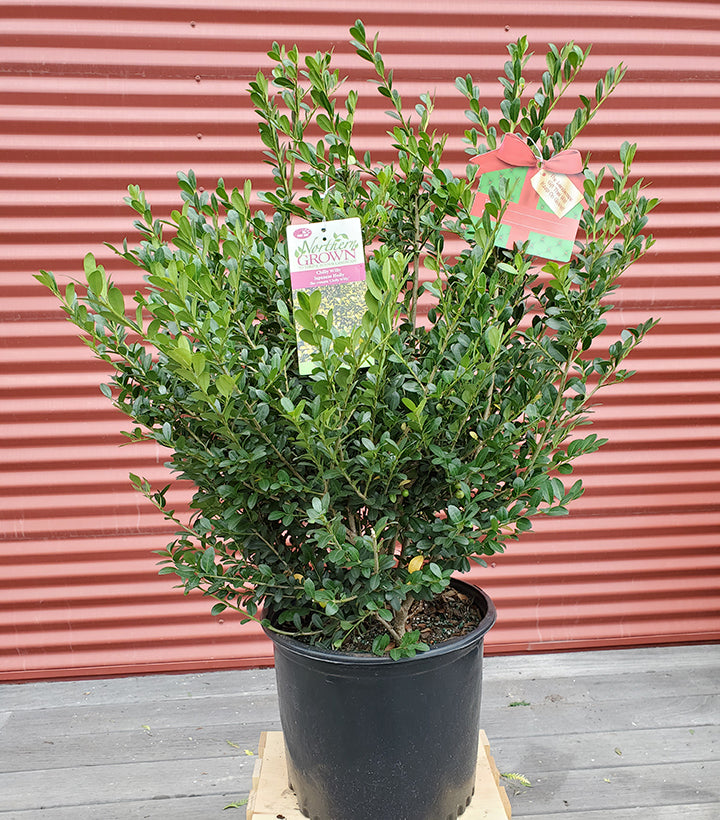 Chilly Willy Japanese Holly – Green Promise Farms