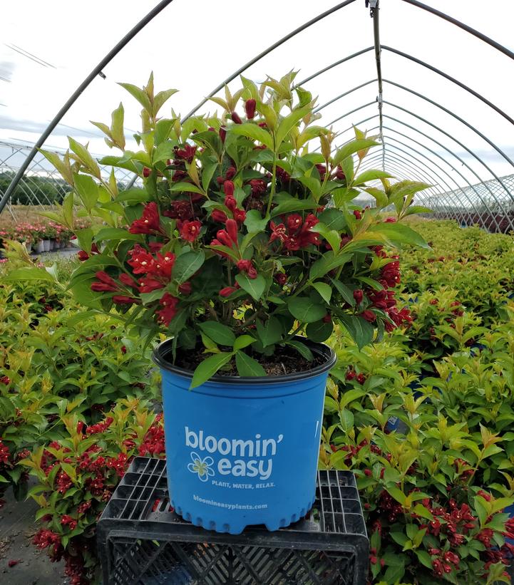Maroon Swoon™ Weigela – Green Promise Farms