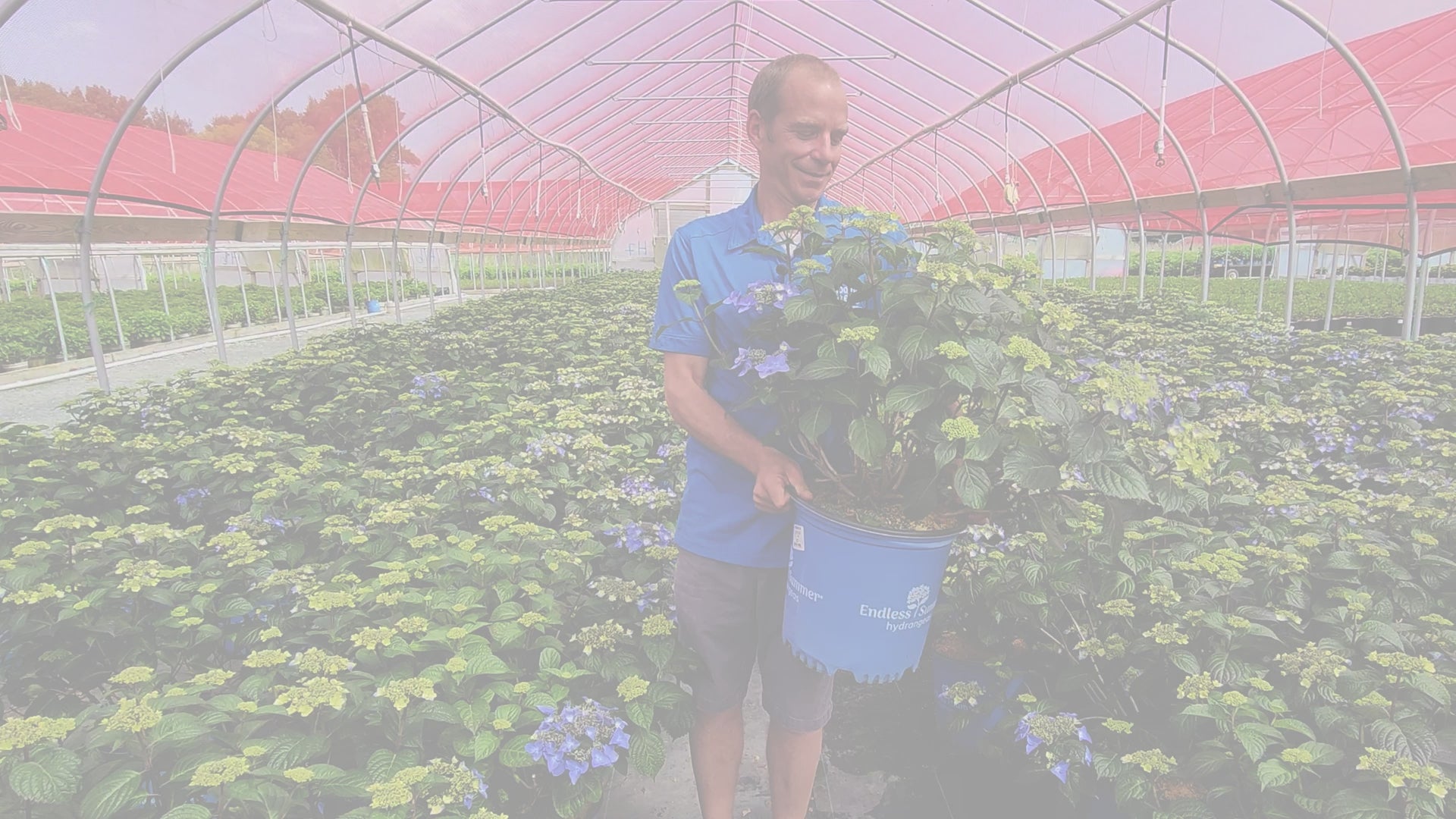 Endless Summer® Pop Star® – Green Promise Farms