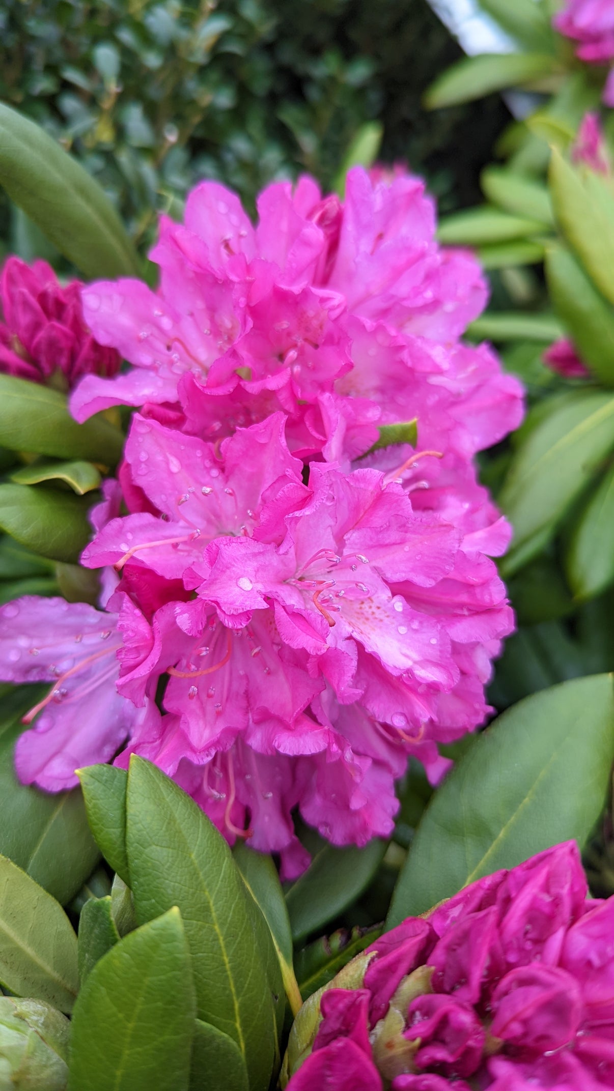 Pink Rosebay Rhododendron – Green Promise Farms