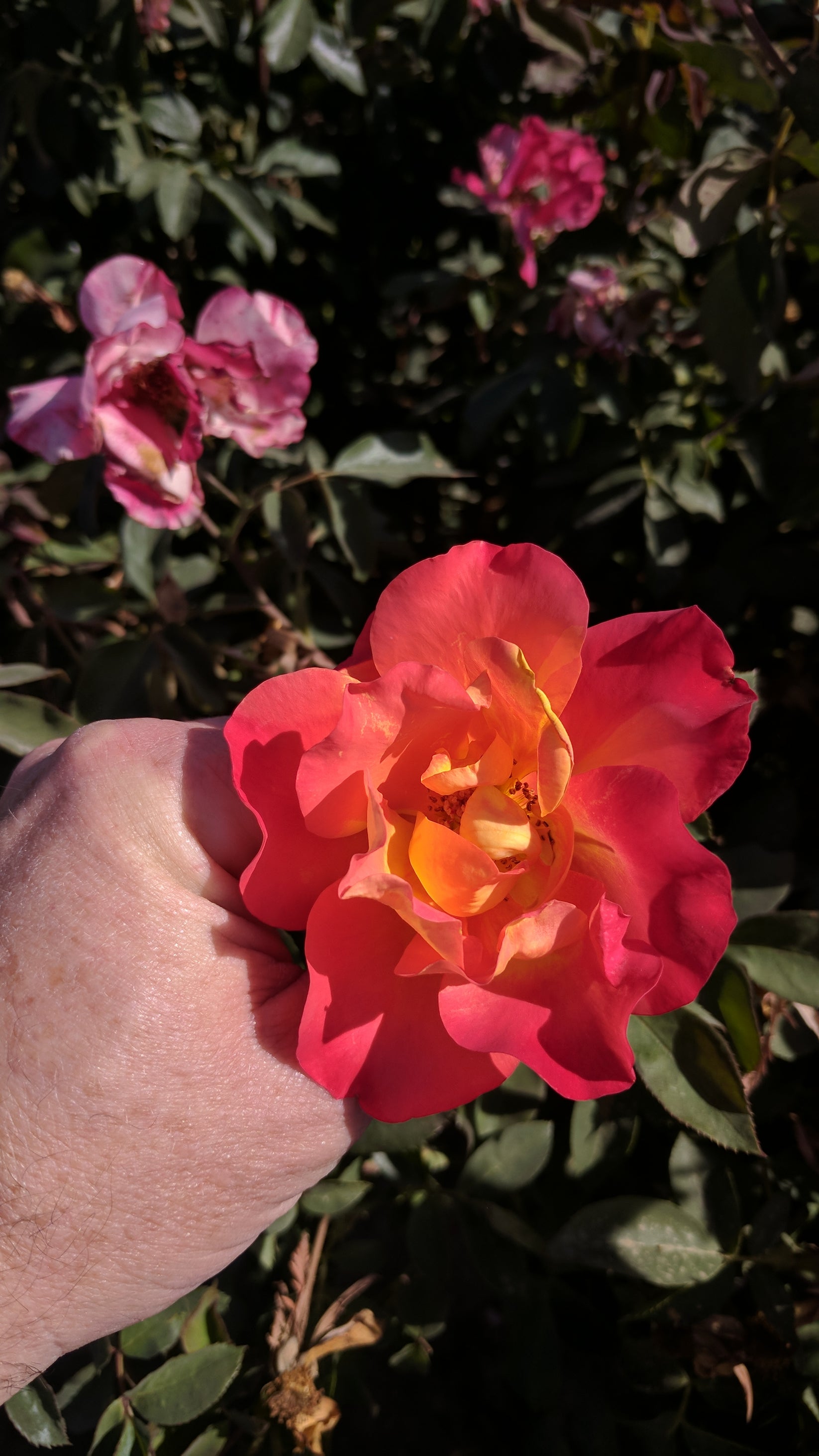 Sunset Horizon™ Rose – Green Promise Farms