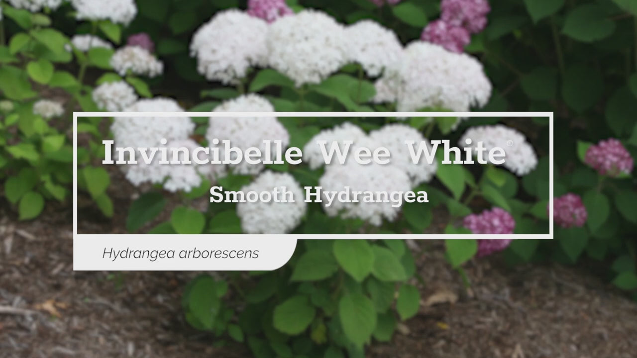 Invincibelle Wee White® Smooth hydrangea – Green Promise Farms