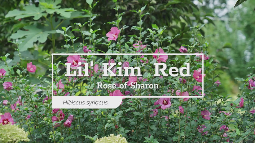 Lil' Kim® Rose of Sharon – Green Promise Farms