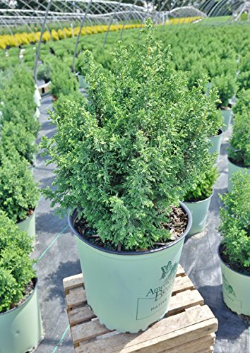 Top Point Dwarf White Cedar – Green Promise Farms