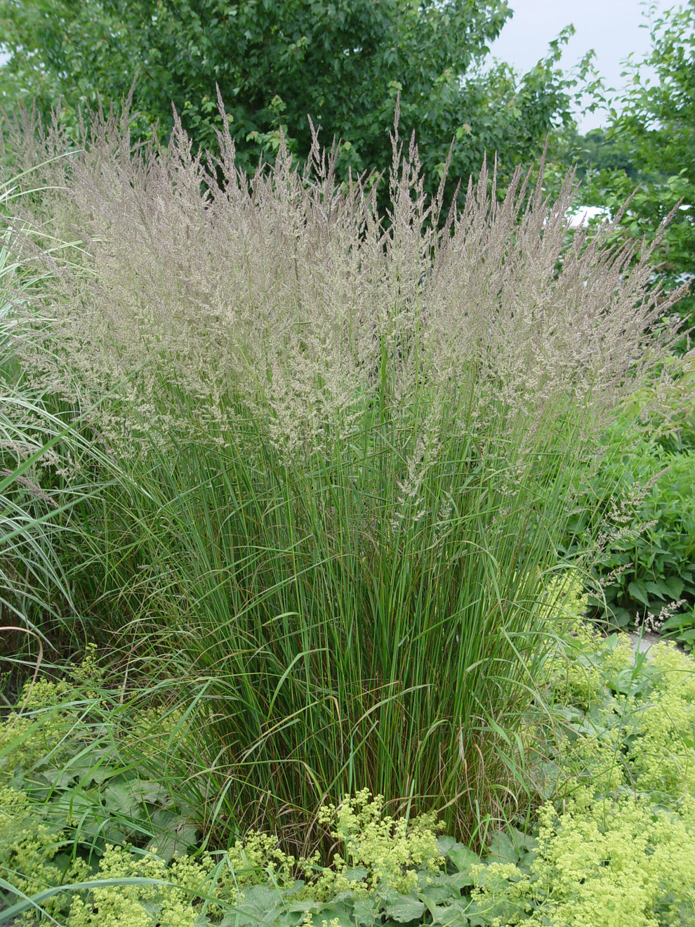 Karl Foerster Feather Reed Grass – Green Promise Farms