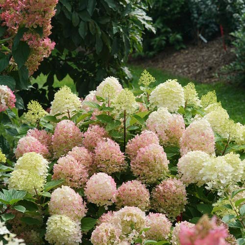 hydrangea pink light