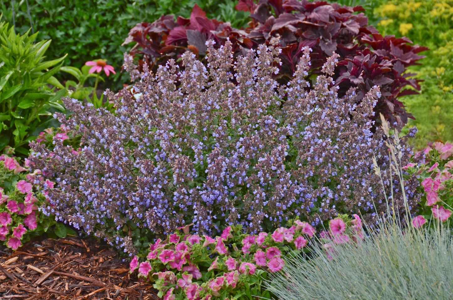 prussian blue catmint