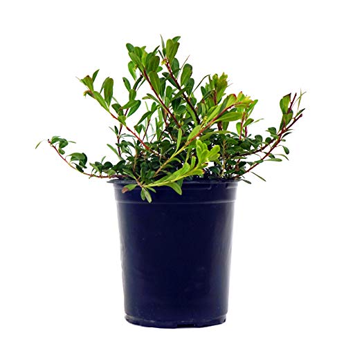 Massachusetts Hybrid Kinnickinnick, Bearberry – Green Promise Farms