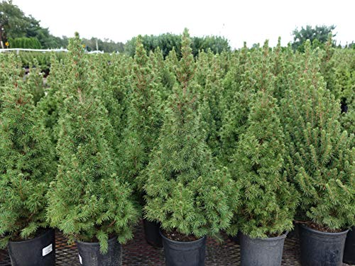 evergreen trees dwarf