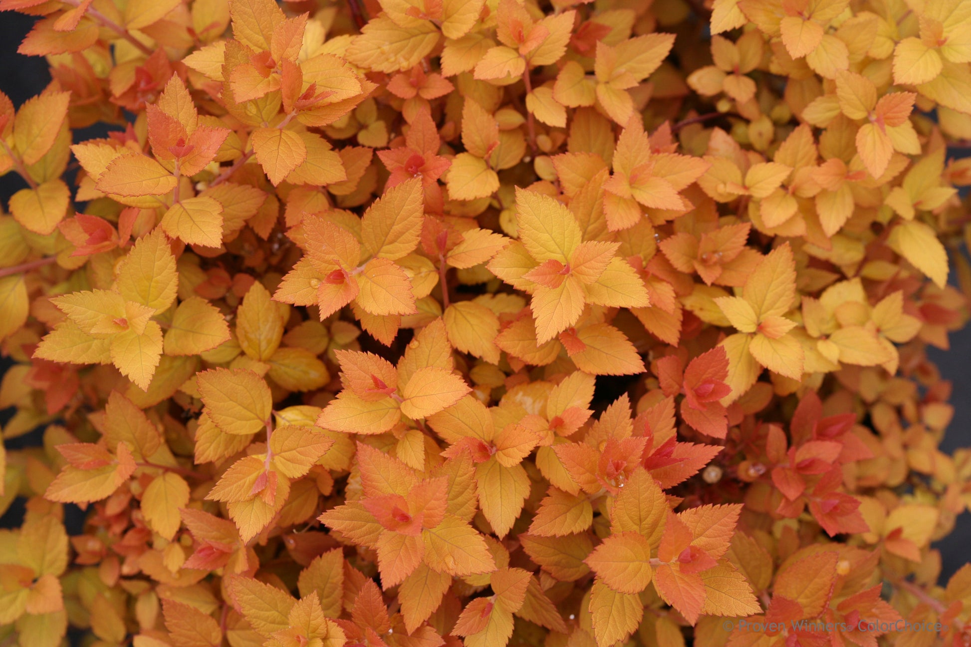 Double Play® Candy Corn™ Spirea – Green Promise Farms