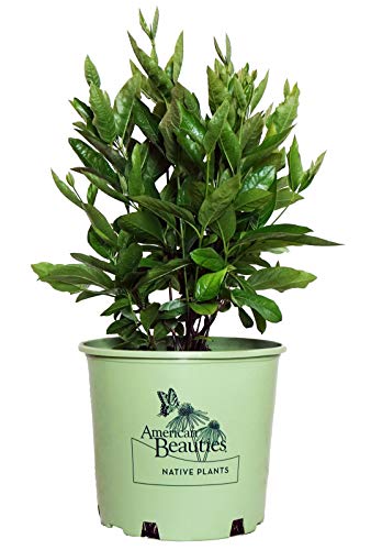 Winterthur Witherod Viburnum – Green Promise Farms