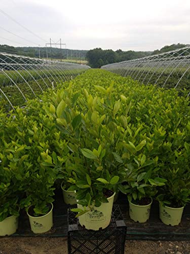 Winterthur Witherod Viburnum – Green Promise Farms