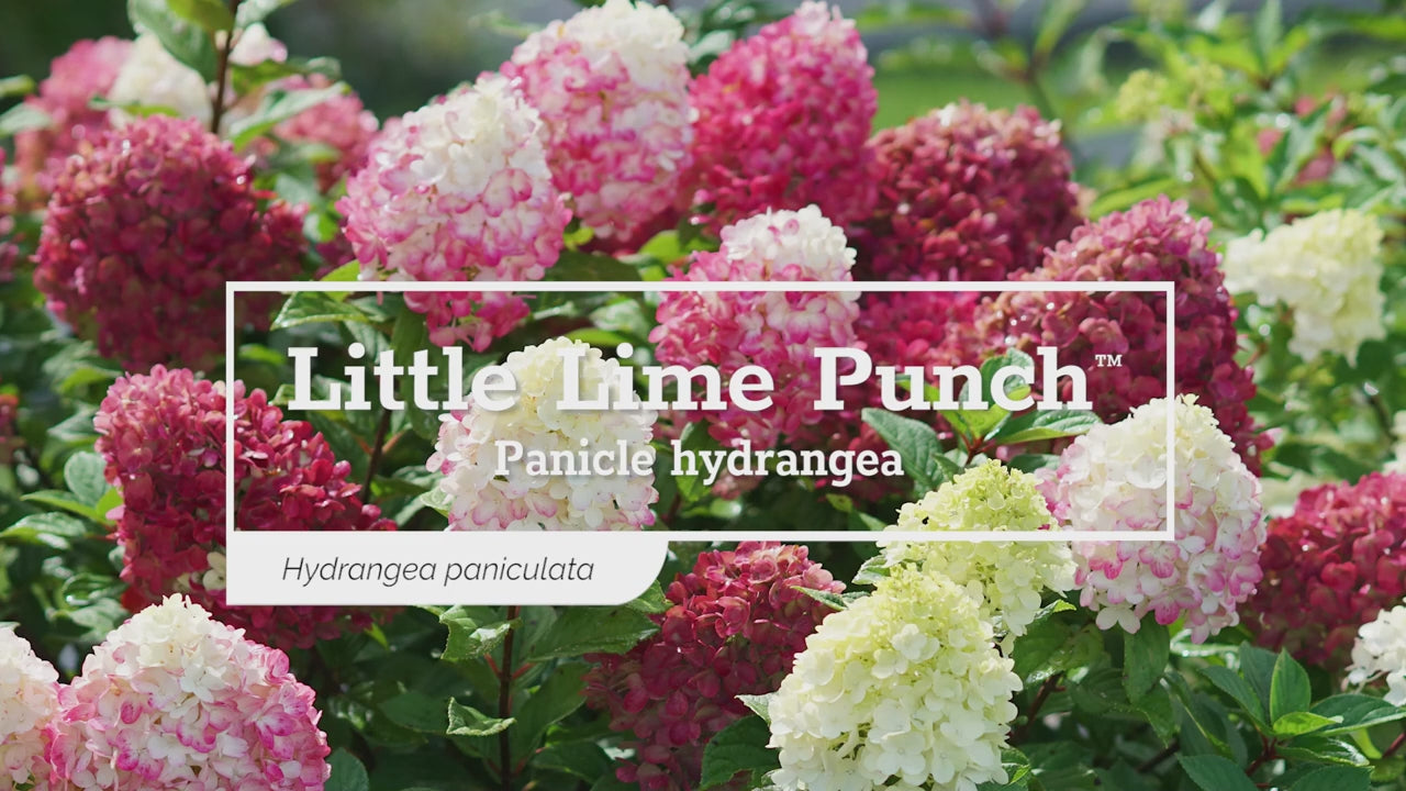 Little Lime Punch® Panicle Hydrangea – Green Promise Farms